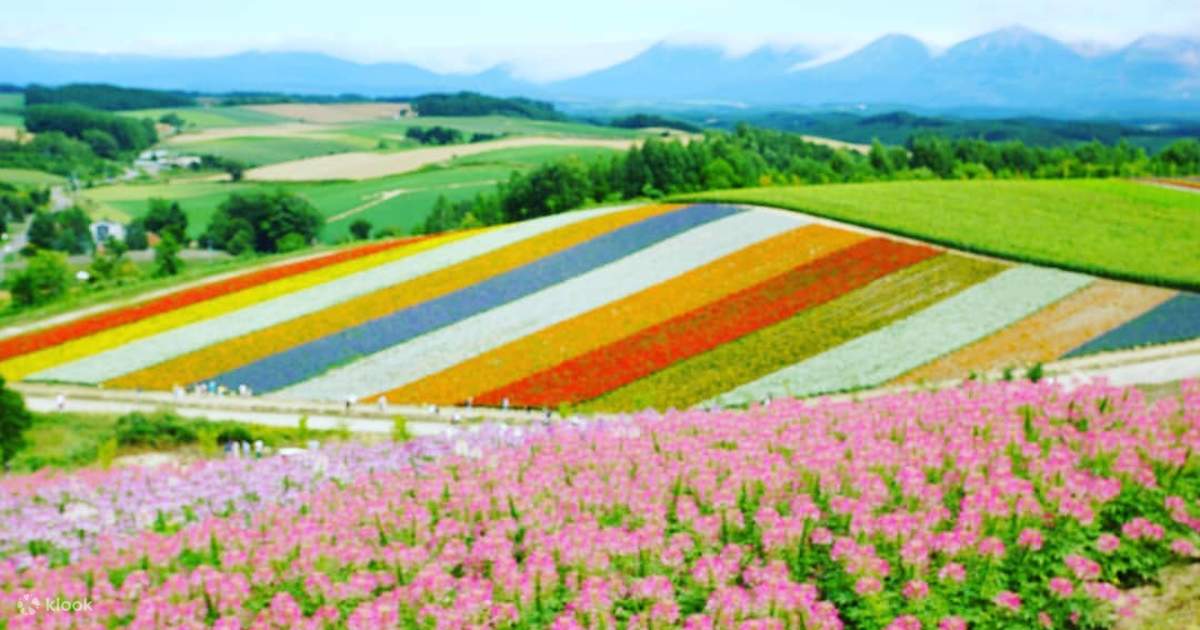 Hokkaido｜Biei Furano & Farm Tomita & Shikisai-no-Oka Day Tour｜Depart ...
