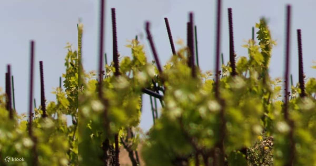 Tour privato esclusivo della cantina e del vigneto Manousakis | Prenota ...