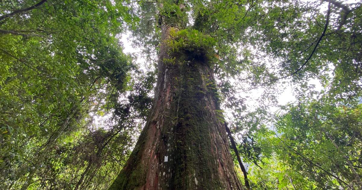 Chiayi: Alishan Tefuye Noyoca Giant Tree Group Ecological Experience ...