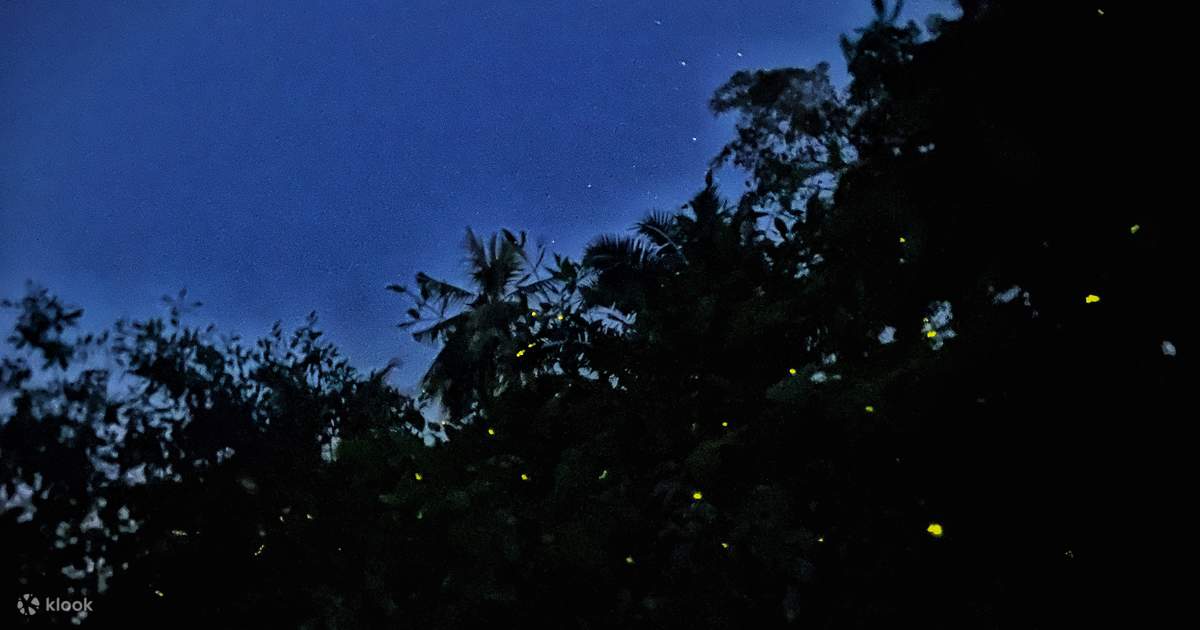 Kuala Selangor Fireflies Tour with Seafood Dinner and Boat Trip - Klook ...