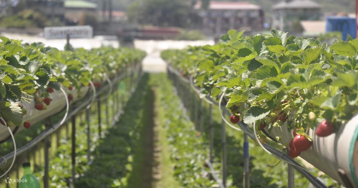 Strawberry Tour in Baguio - Klook Philippines