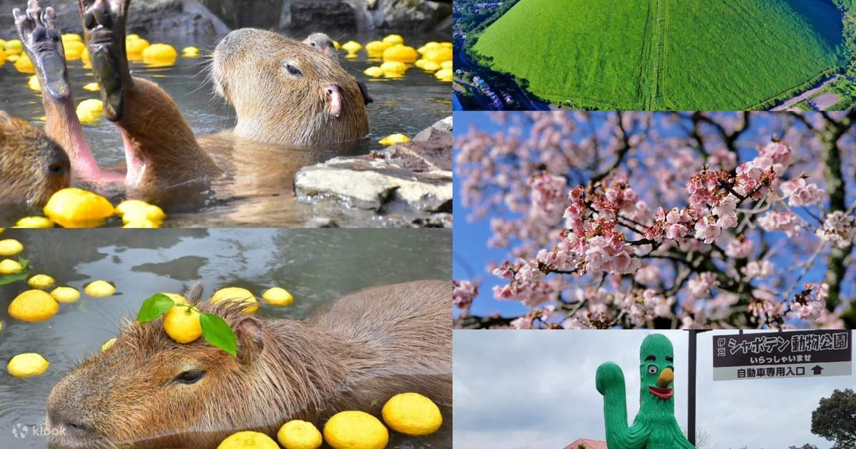 Atami Plum Garden & Izu Cactus Animal Park & Mount Omuro One Day Tour ...