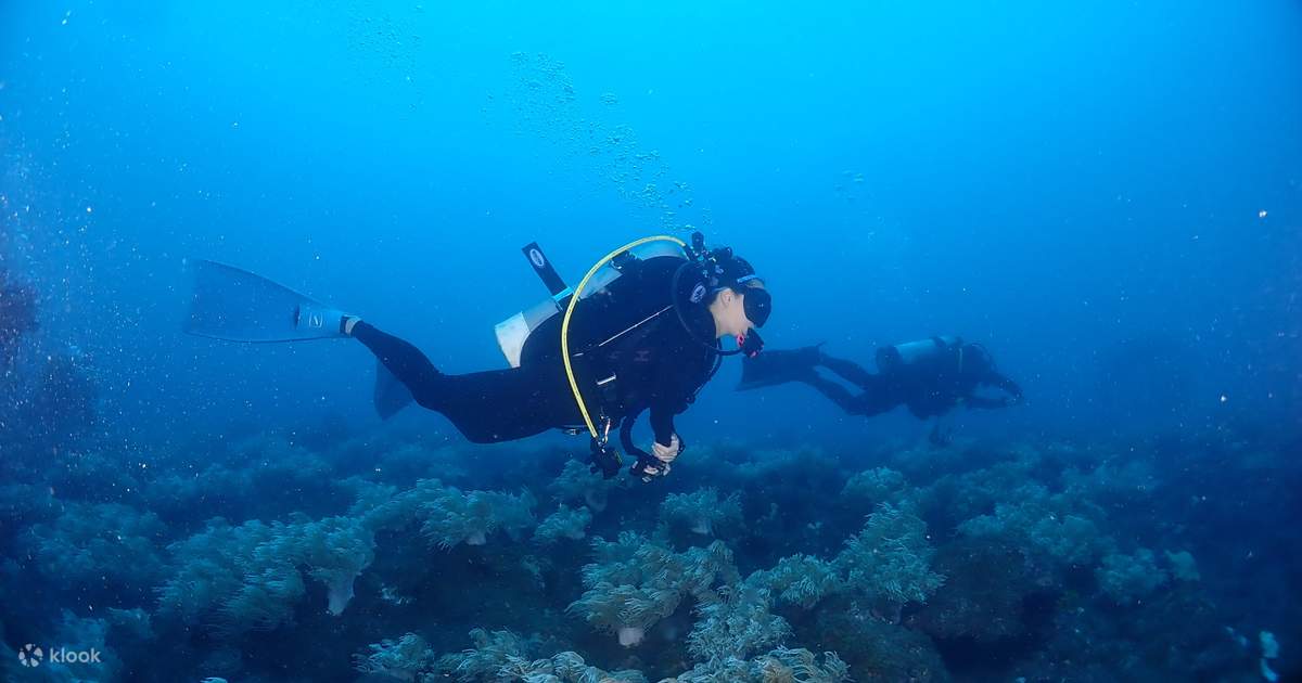 New Taipei: Experience diving with Diving Diving Club - Klook Singapore