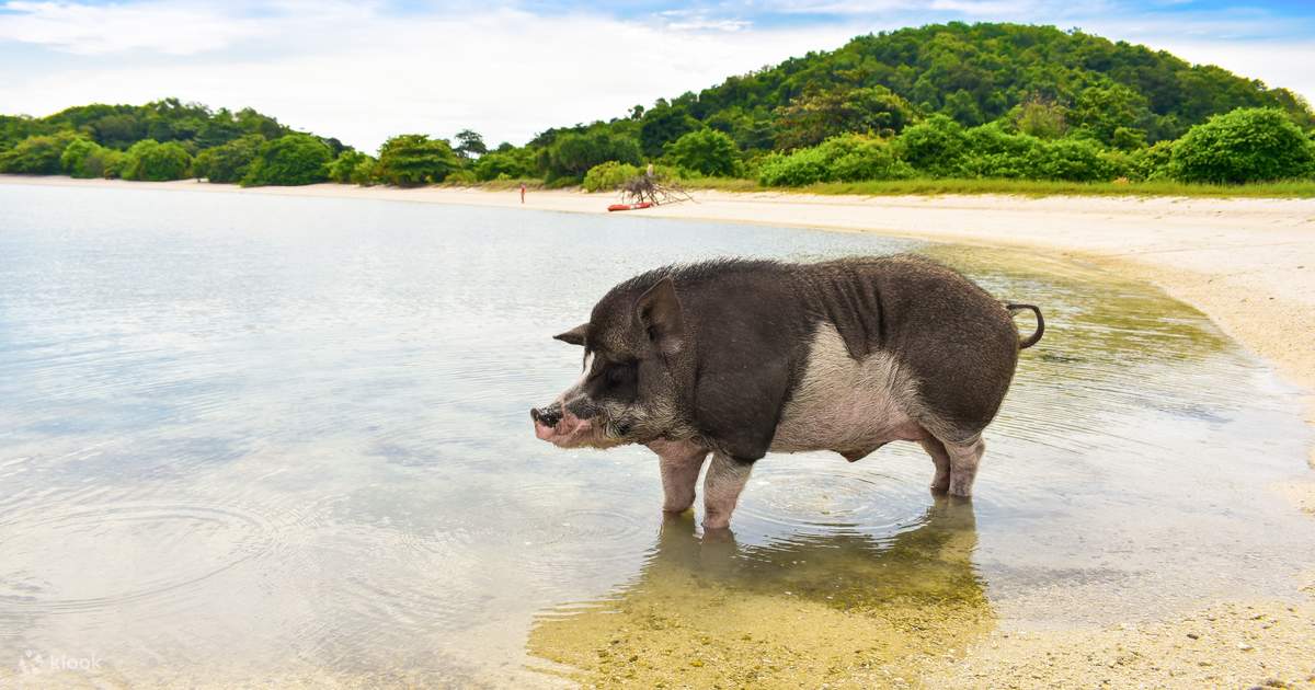 Koh Samui Island Hopping & Snorkeling Tour: Coral and Pigs Island ...