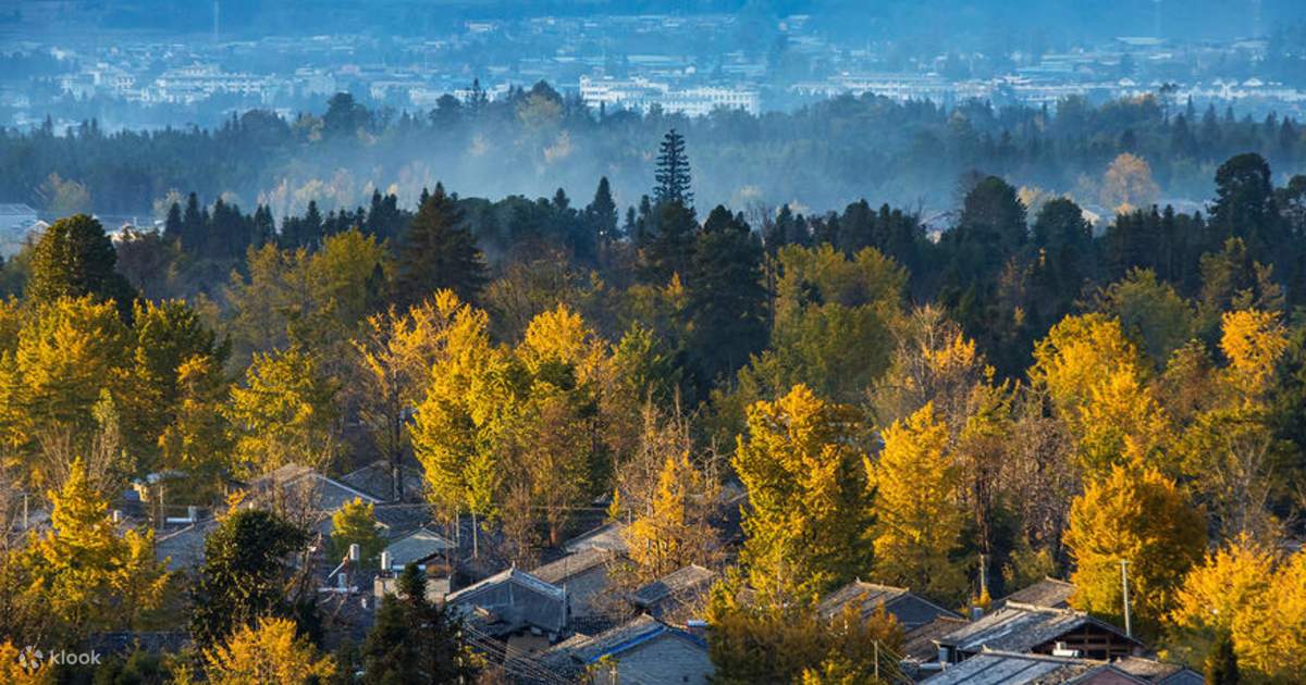 Ginkgo, Nuodeng, Dali, Desa Ginkgo - Klook Indonesia