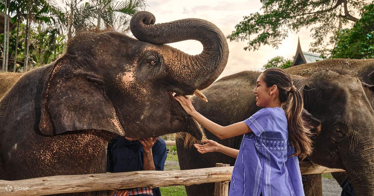 Bangkok Elephant Care Program at Bangkok Elephant Park - Klook