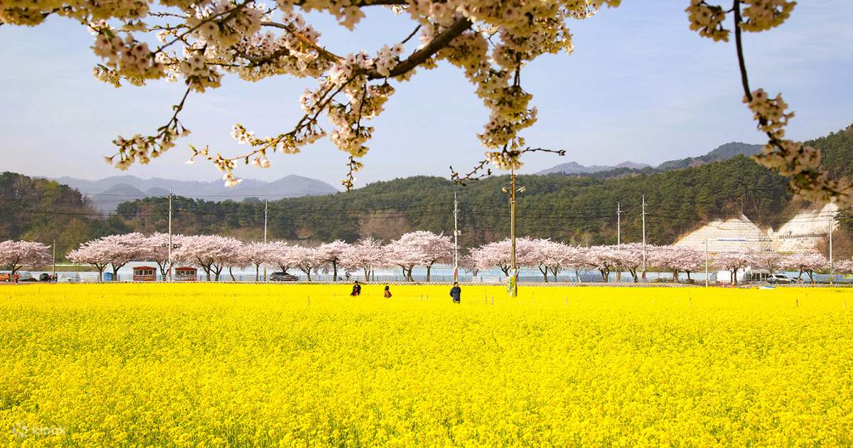 Samcheok Maengbang Canola Flower&Ocean rail bike+Donghae Day Tour - Klook