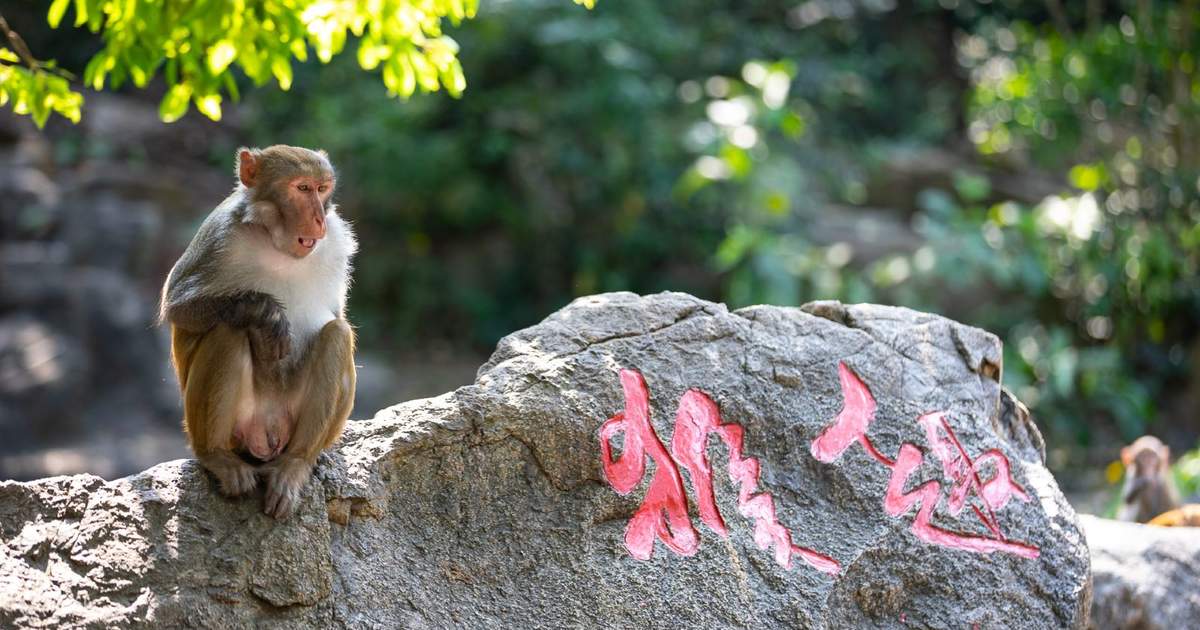 Lingshui Monkey Island Park and Daidai Island Private Day Tour from ...