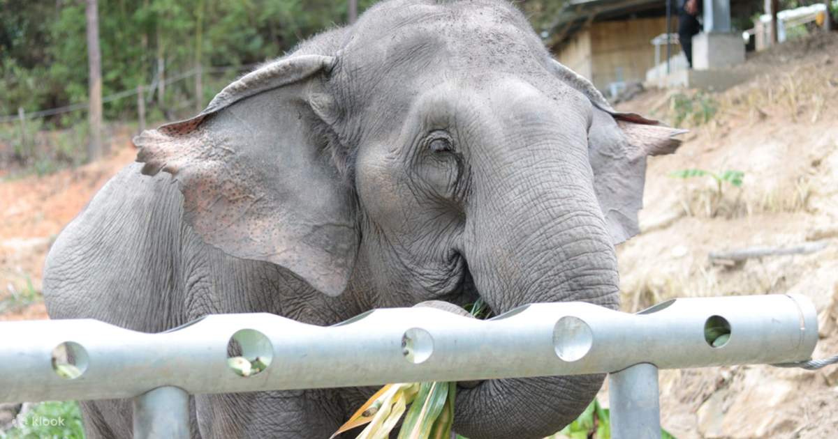 ChangChill Elephant Sanctuary Experience in Chiang Mai - Klook