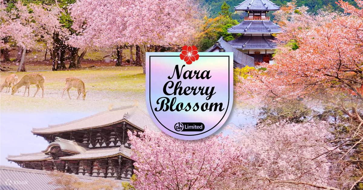 [Sakura Season Limited Nara Cherry Blossom Viewing] Nara Park, Todaiji ...