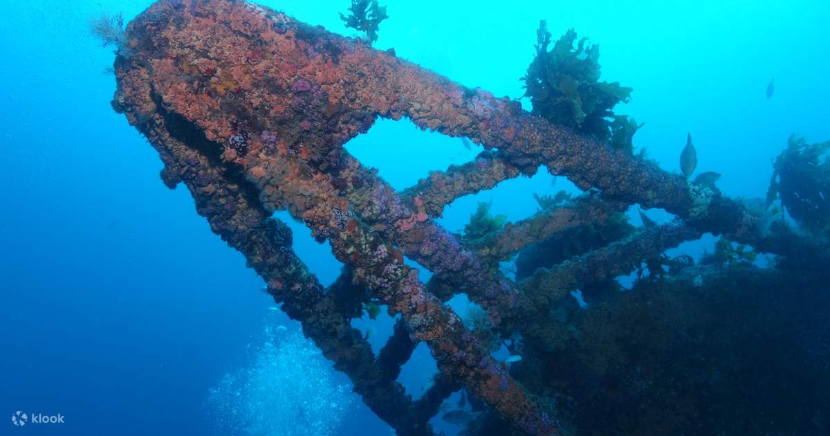 Explore the Rainbow Warrior Wreck & Reef in Paihia with our PADI 5 Star ...