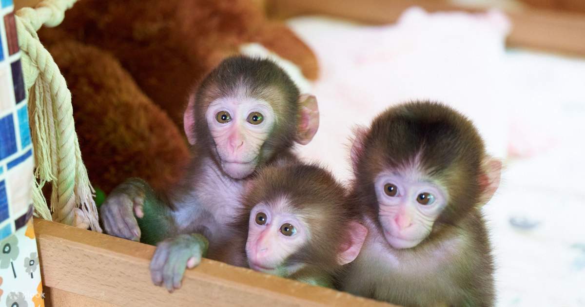 Monkey Land & Anitown Nikko Admission Ticket - Klook Canada