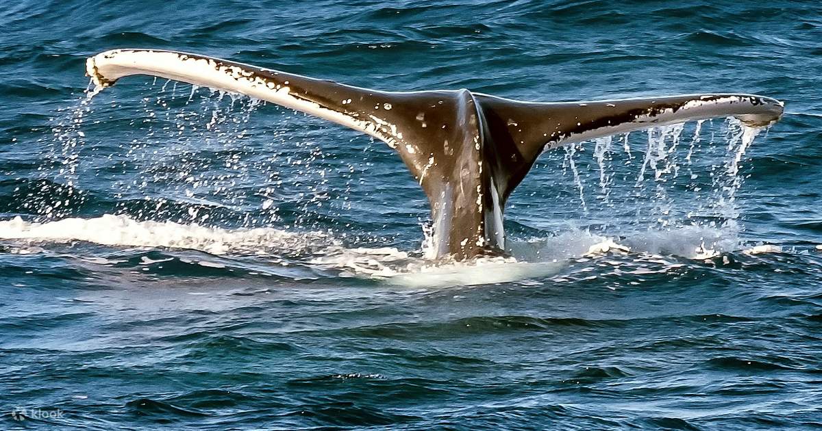 Tikapa Moana Whale And Dolphin Wildlife Cruise in Auckland - Klook ...
