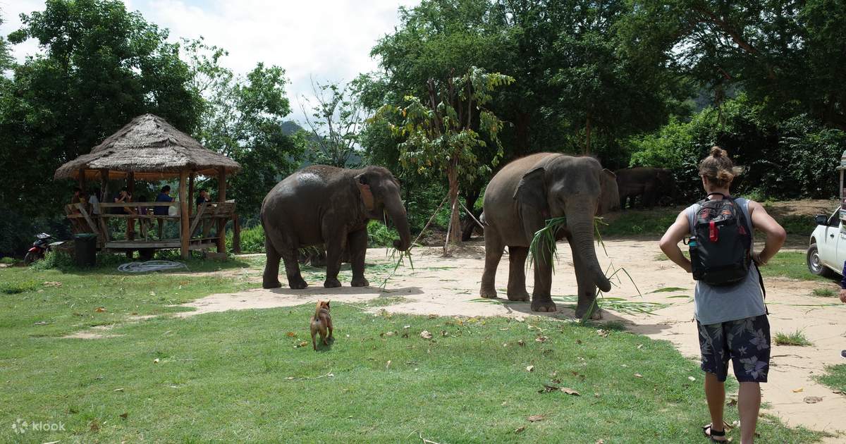 Kanchanaburi Elephant World Private Tour From Bangkok - Klook Philippines