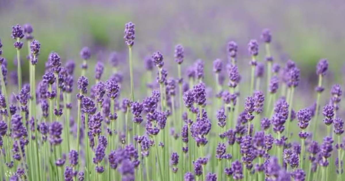 Reservasi tiket masuk Tambara Lavender Park secara online - Klook Indonesia