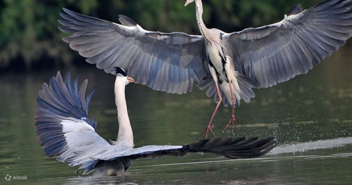 Same Day Trip of Bharatpur Bird Sanctuary from Jaipur - Klook