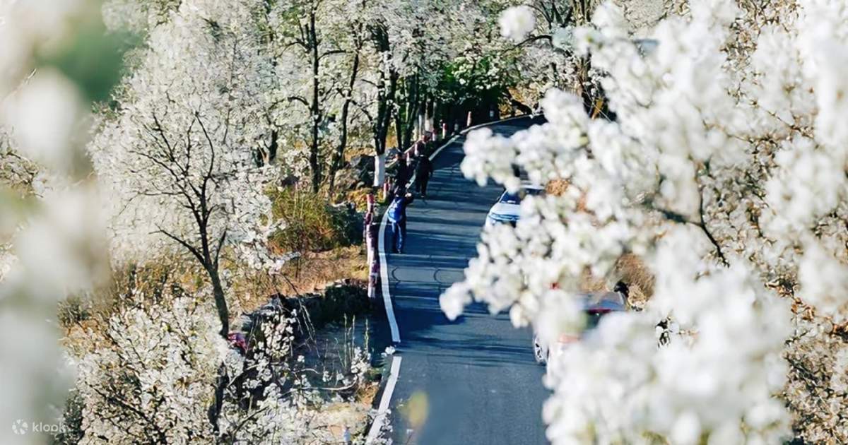 Lawatan Bunga Musim Bunga 5 hari di Sichuan Barat (Jinchuan Pear ...