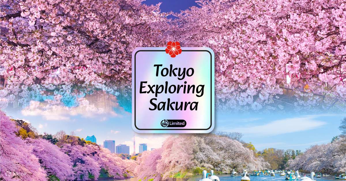 [Eksplorasi Melihat Bunga Sakura Terbatas Musim Sakura dengan Makan ...