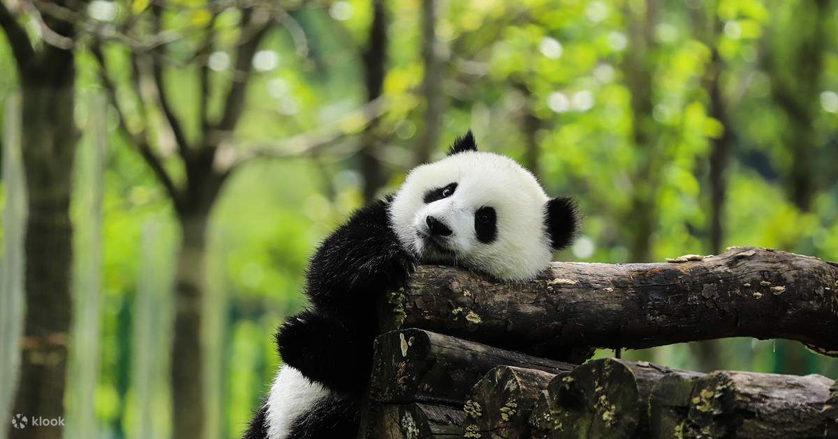 Chengdu Culture et Gastronomie 6 Jours (Base des Pandas + Grand Bouddha ...