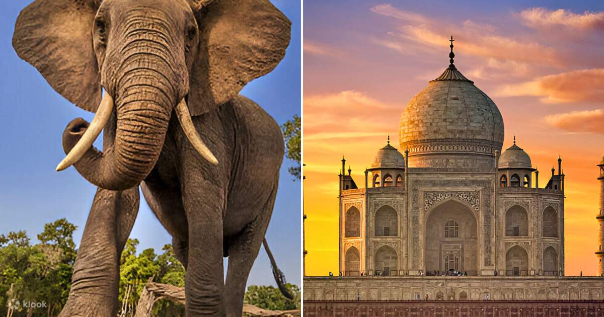 Taj Mahal & Wildlife SOS - Elephant Conservation and Care Center One ...