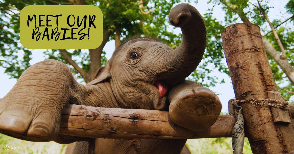 Join In From Entertainment Venue To Elephant Oasis: Chokchai Elephant ...