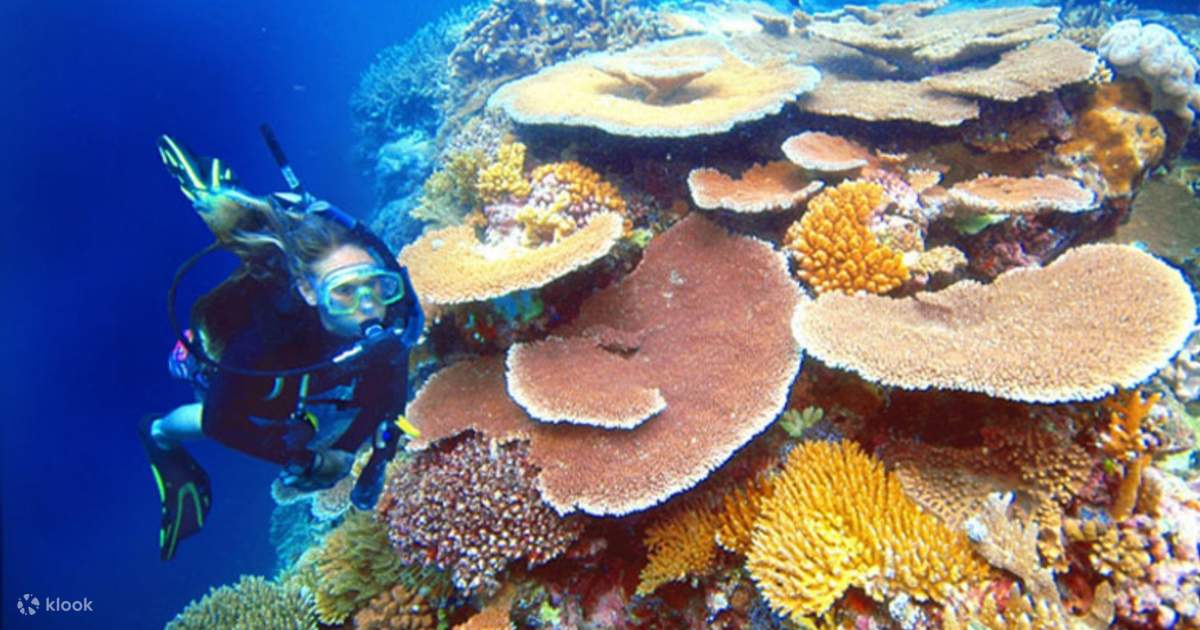 Great Barrier Reef Marine World Pontoon Cruise Tour from Cairns | Klook