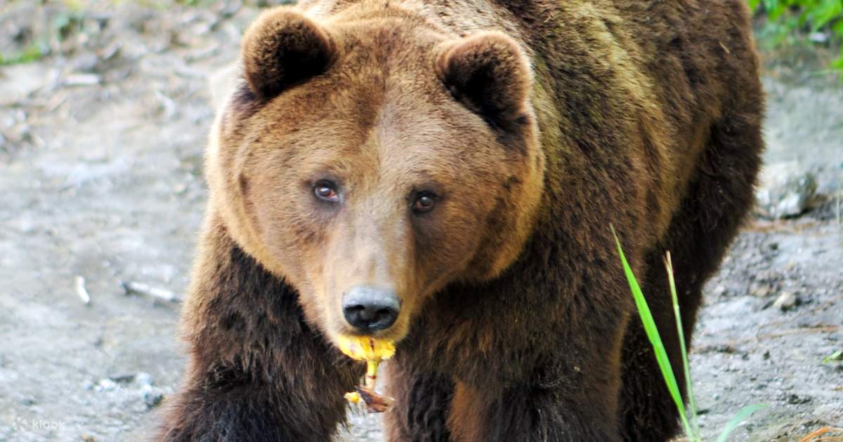 Clark Safari and Adventure Park Ticket - Klook Philippines