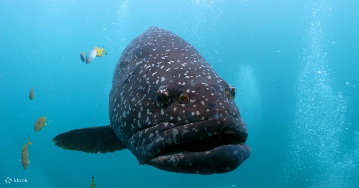 Ningaloo Reef Double Scuba Diving Experience from Exmouth - Klook
