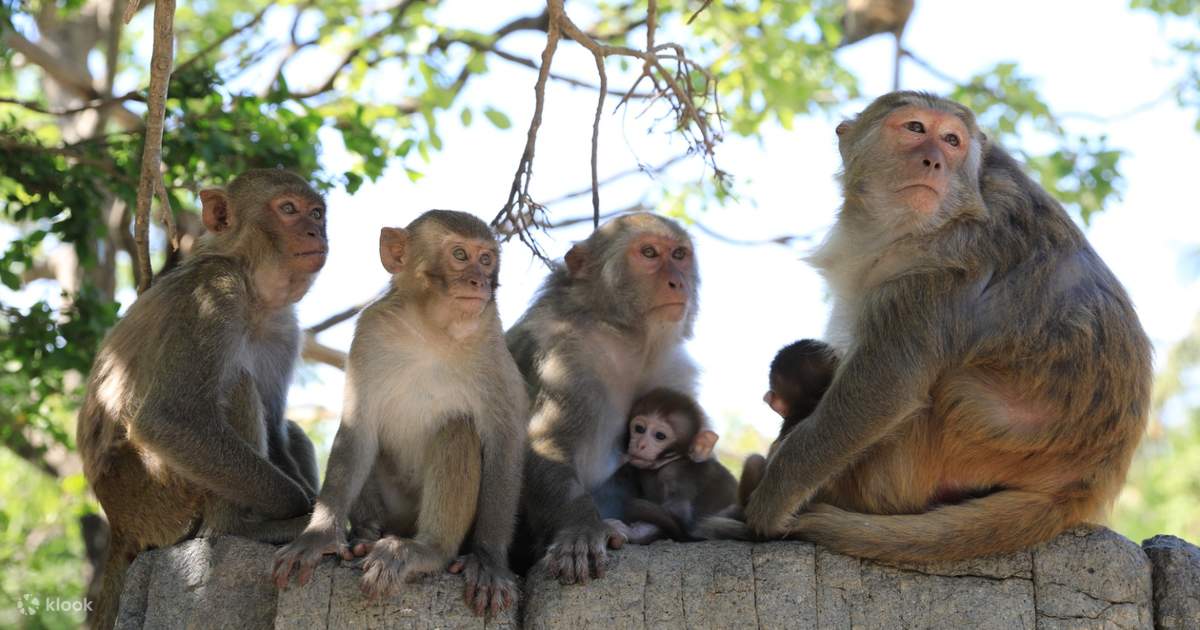 Monkey Island Ticket in Nha Trang - Klook