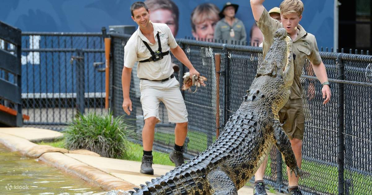 Australia Zoo Transfer and Entry Adventure - Klook Australia