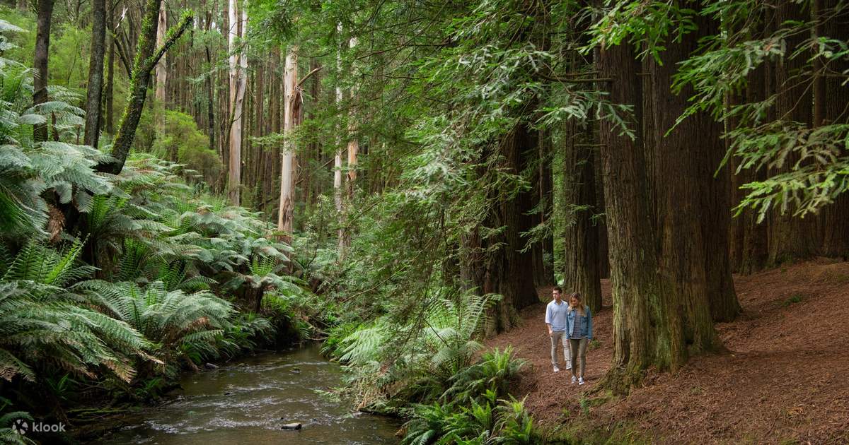 2 Day Great Ocean Road and Otway Forest Tour from Melbourne - Klook