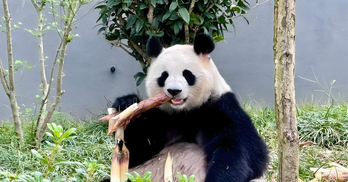 Reserva de pandas gigantes Chengdu Research Base of Giant Panda ...