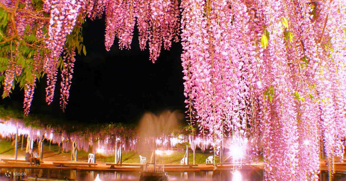 See the Ashikaga Flower Park illumination in Tochigi! - Klook