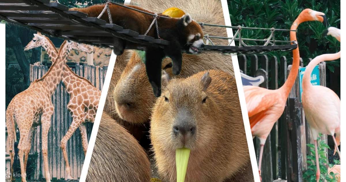 One-day tour of Shanghai Wild Animal Park (animal party + beautiful ...