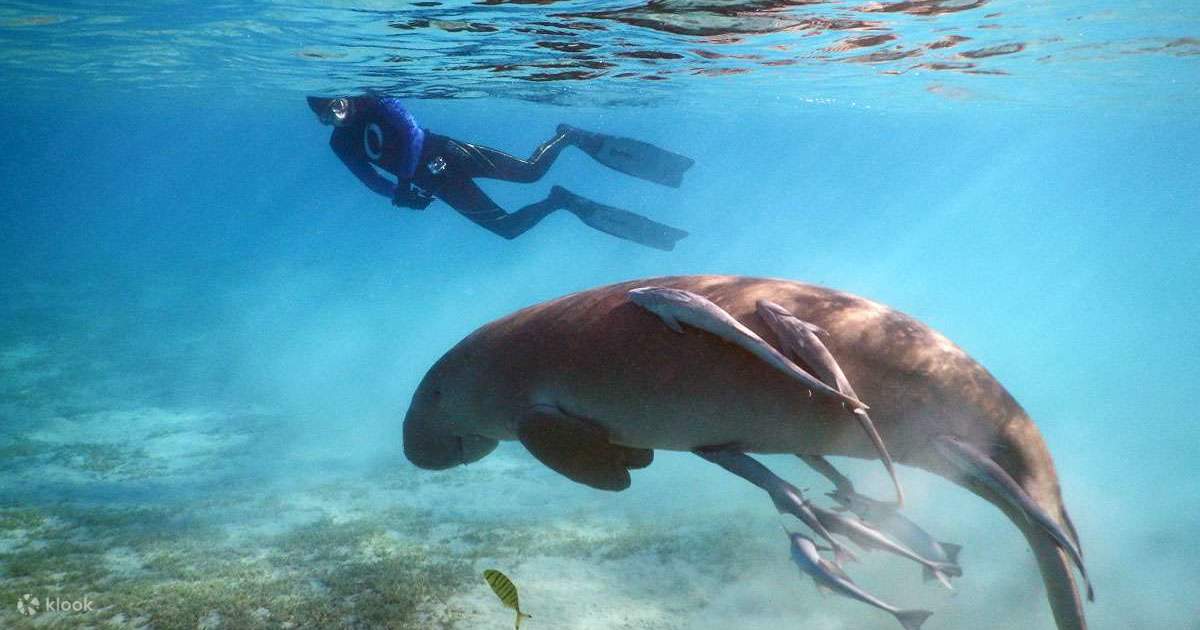 Swim with Dugongs in Marsa Mubarak - Klook Singapore