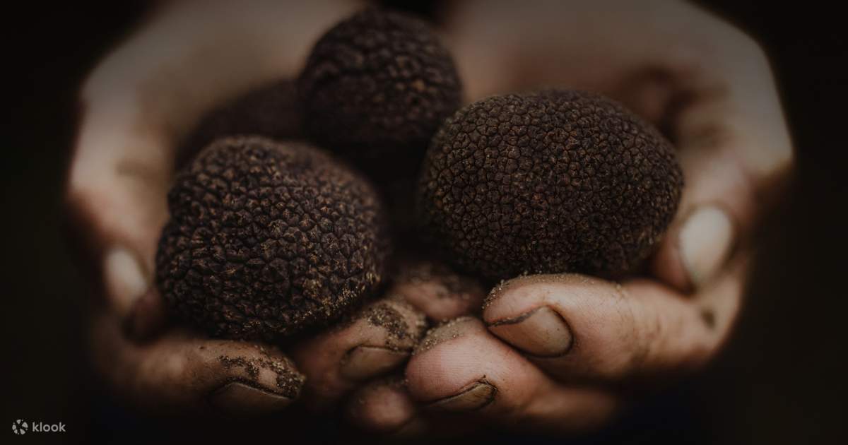 Private Margaret River Truffles and Wine Half Day Tour - Klook Estados ...