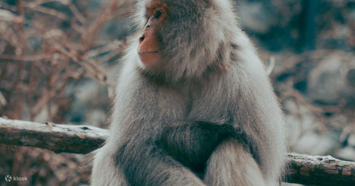 Nagano Jigokudani Snow Monkey Park Full-Day Customizable Tour - Klook ...