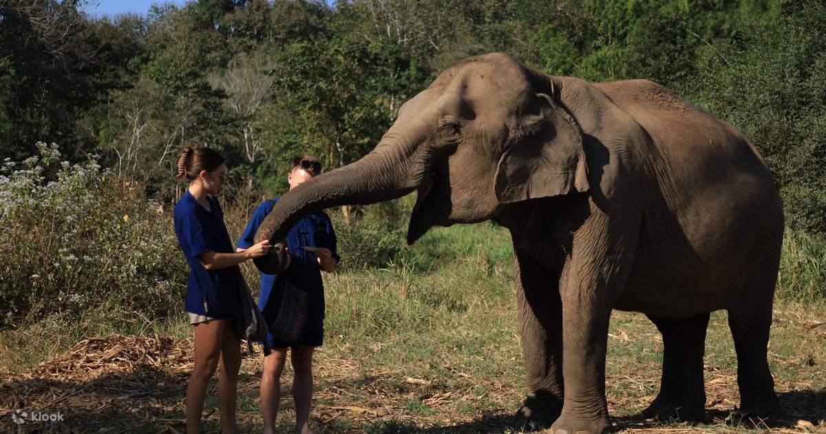 Living Green Elephant Sanctuary Chiang Mai - Klook Australia