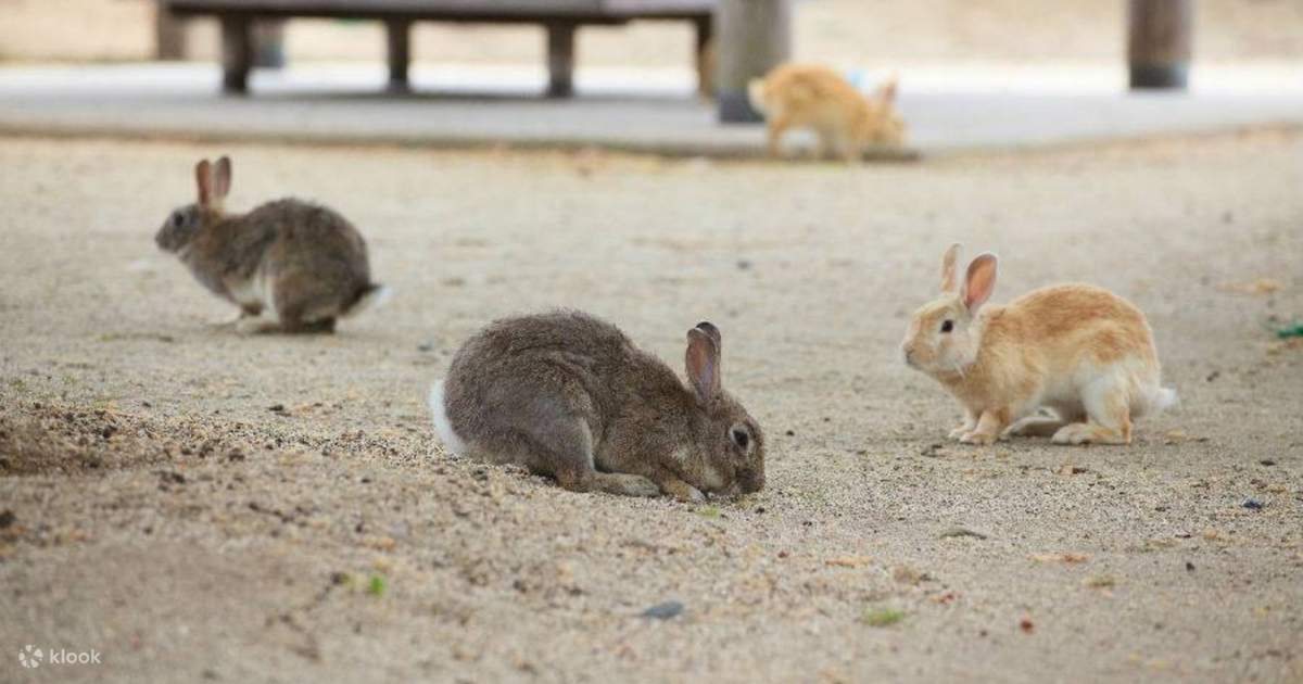 Okunoshima Rabbit Island Bus Trip in Hiroshima - Klook États-Unis