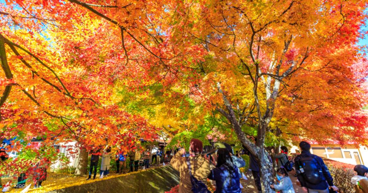 Penjelajahan unik sehari di Gua Ais Narusawa di Gunung Fuji |. - Klook ...