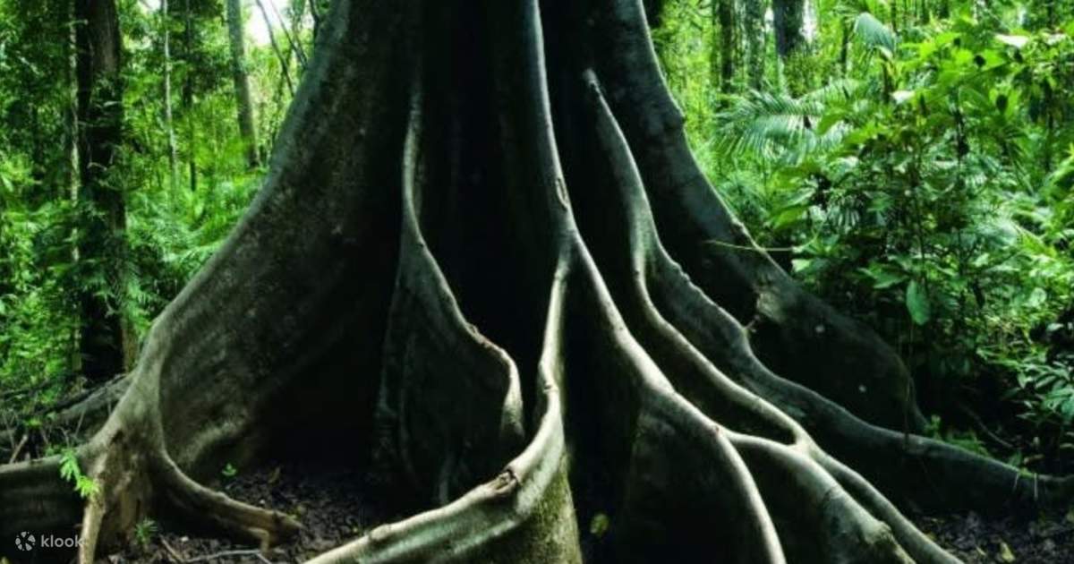 4WD Rainforest and Waterfall Tour with Skyrail or Train Option Land ...