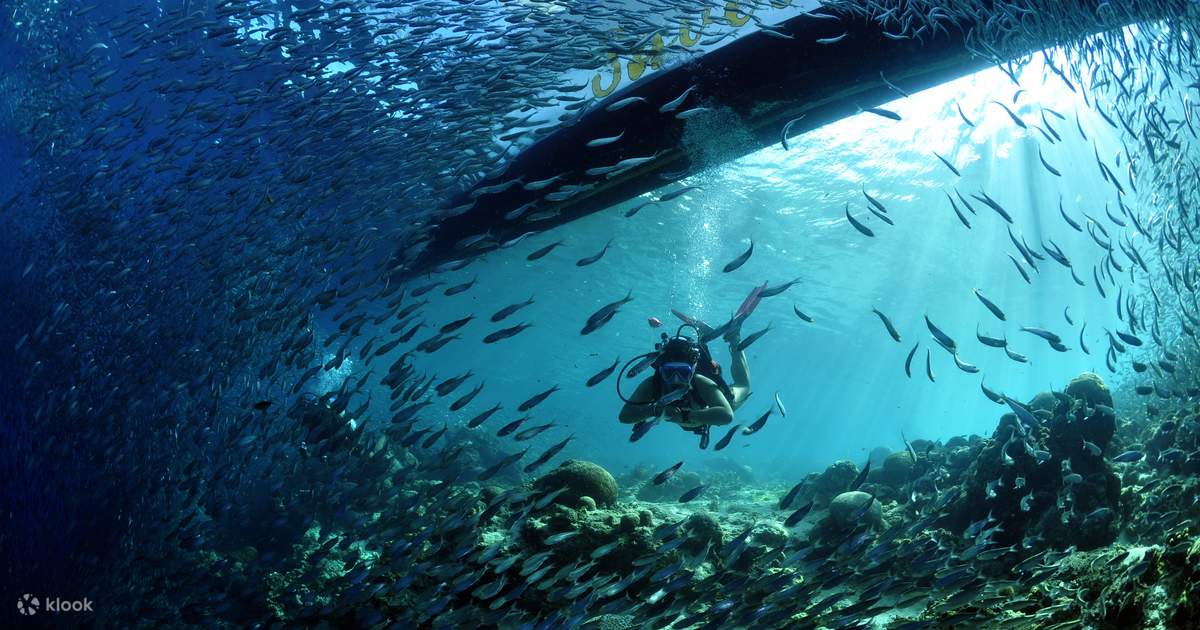 Dive Into Adventure: Discover Scuba Diving in Moalboal with PADI 5 Star ...