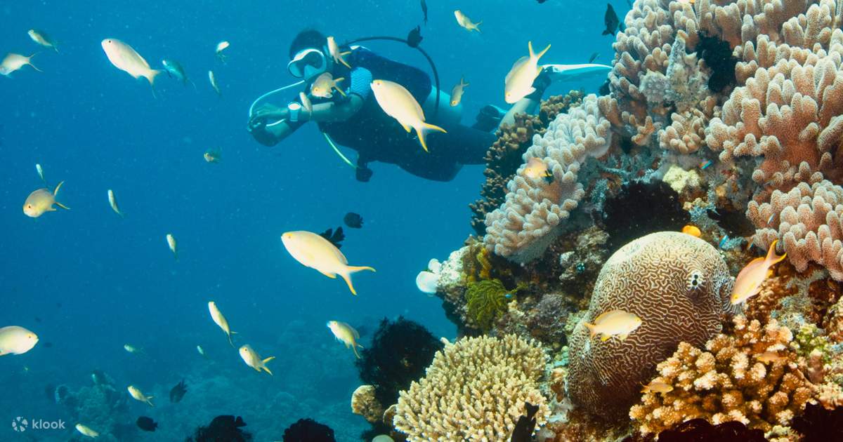 Discover Scuba Diving in Boracay by Wicked Squid Divers - Klook Philippines