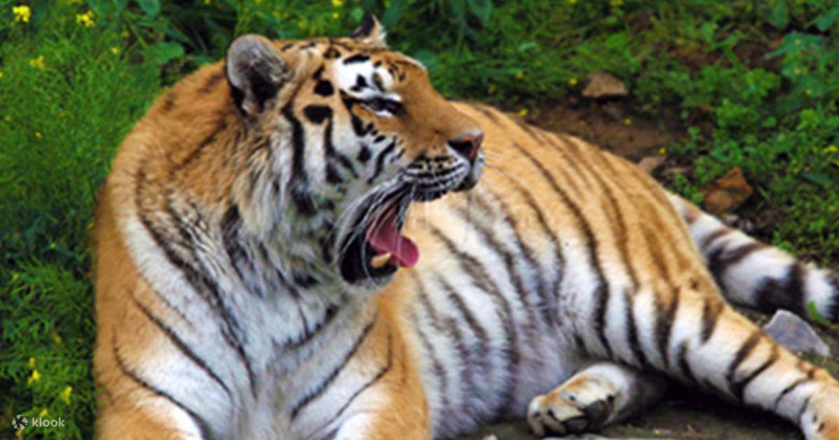 Hongshan Forest Zoo Ticket in Nanjing - Klook United States