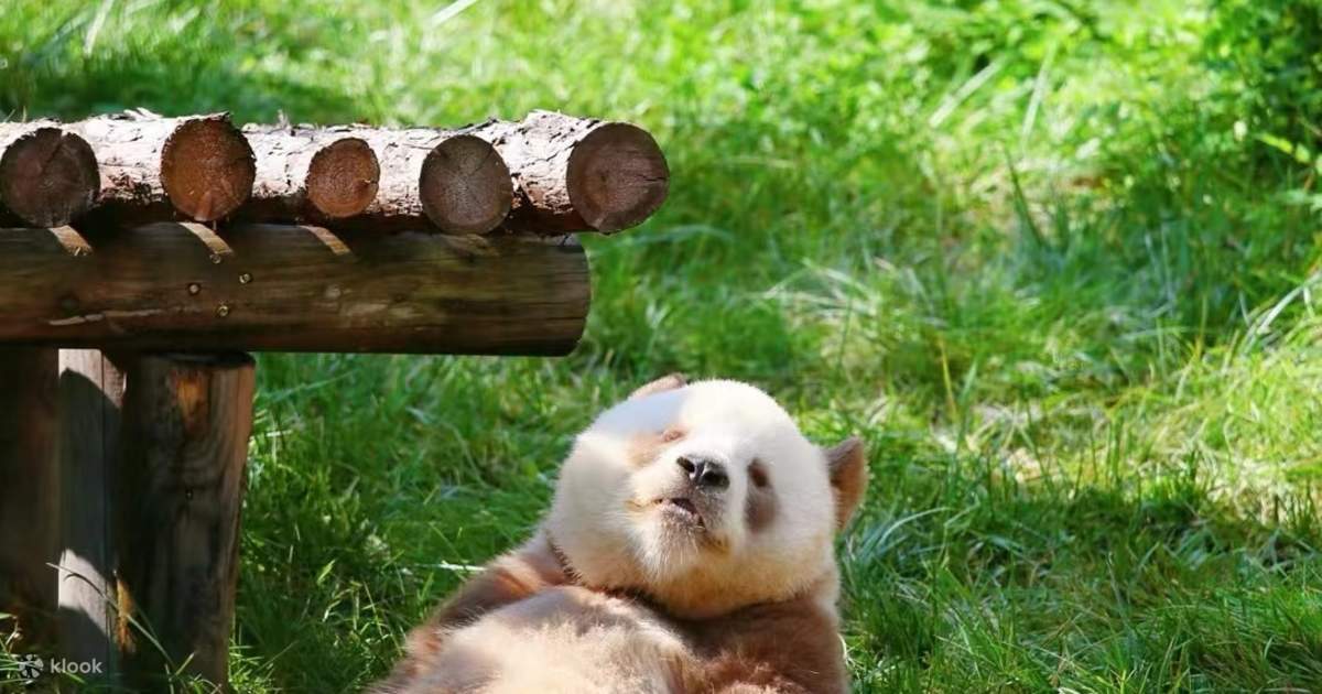 Tur Setengah Hari Panda Raksasa Pribadi Xi'an "Qizai" (Ditemani ...