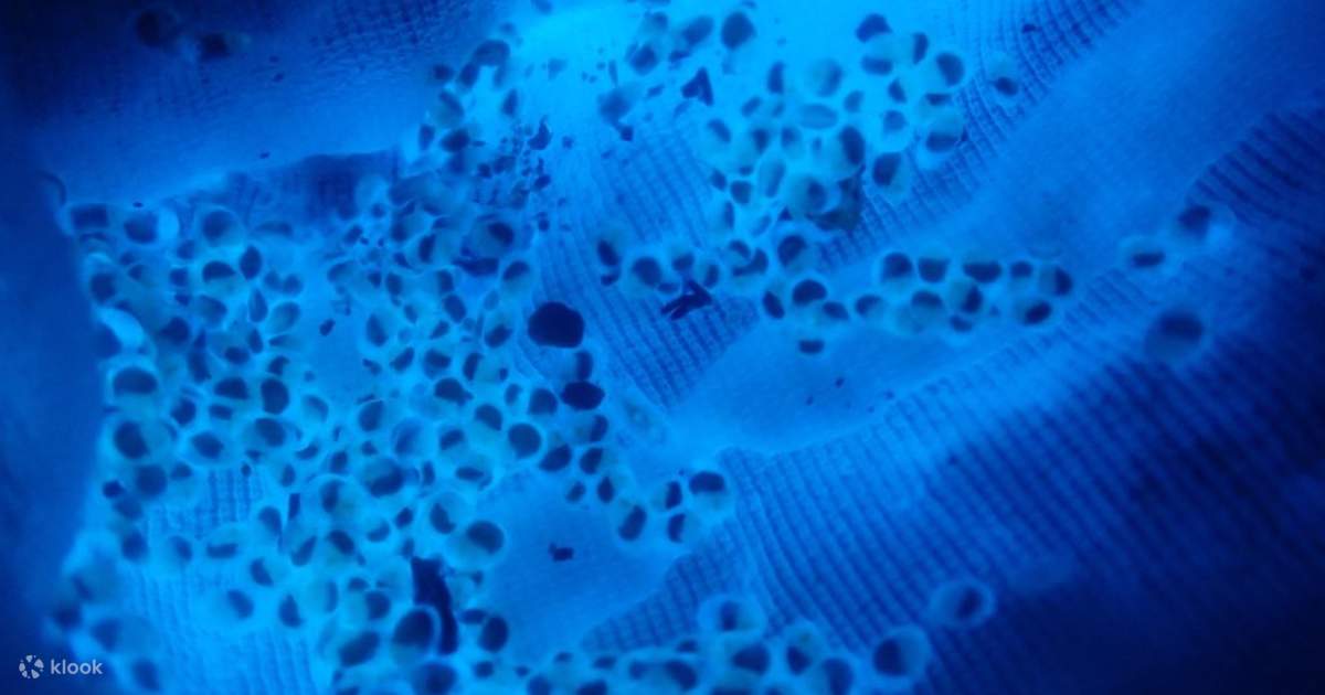 Discover the Beauty of Sea Fireflies at Chiba Kujiranomori - Klook