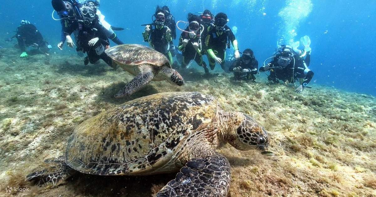 Pingtung: Lambai Island 1 on 1 Scuba Diving Experience by Bear Diving ...