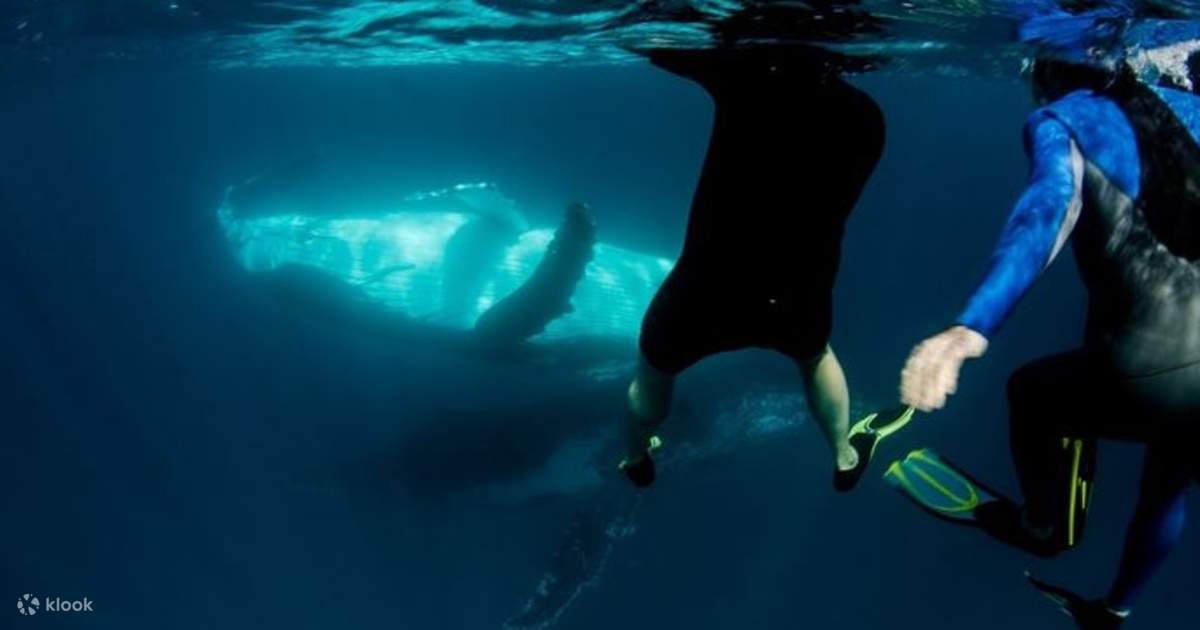 Ningaloo Reef Double Scuba Diving Experience from Exmouth - Klook
