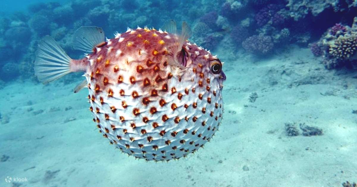 Explore Marsa Mubarak: Snorkel with Sea Cows and Turtles in Marsa Alam ...