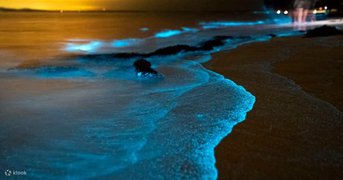 Phuket, Phang Nga Bay Bioluminescent Plankton and Sea Canoes - Klook ...